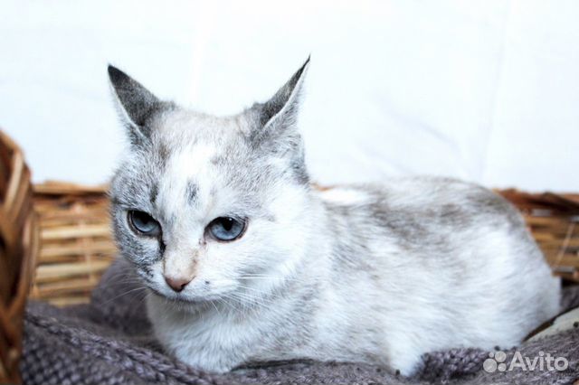 Кошка метис тайской