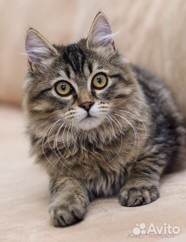 Том, сладенький мальчишка (4 мес) ищет дом