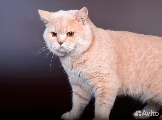 Кремовый котенок в добрые руки