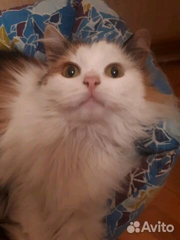 Сибирская кошечка Ася 1год,стерилизованная