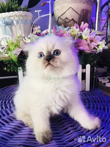 Малыш шотландских кровей