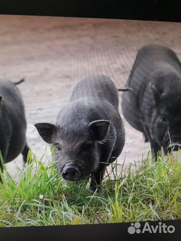 Продам вьетнамских свиноматок и одного хряка