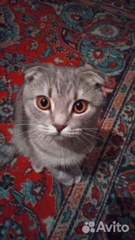 Кот на вязку