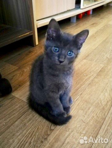 Котята Голубые Метисики Британца дар в добрые руки