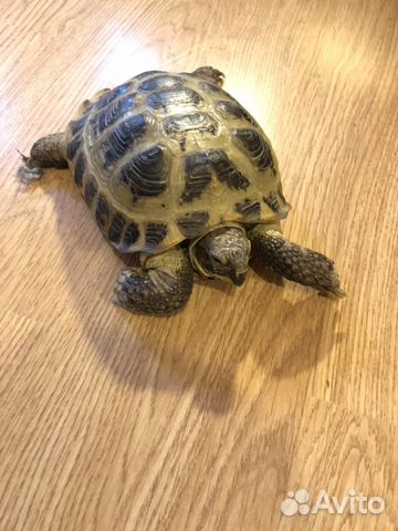 Черепаха