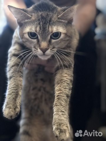 Кошка