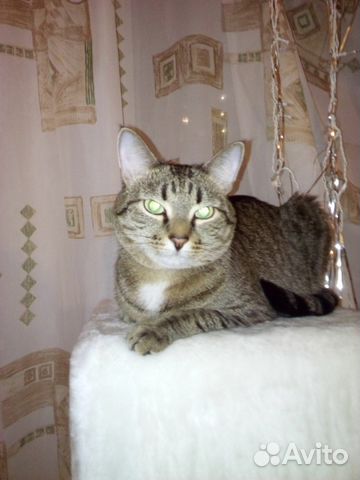 Хороший кот Шурик ищет новый любящий дом