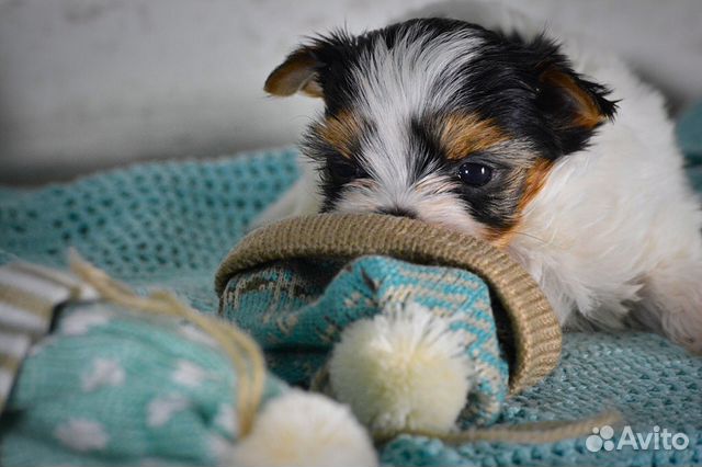 Предлагаются для резерва щенки Бивера д.р10.10.18