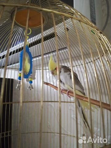 Отдам молодого попугая Корелла, с клеткой