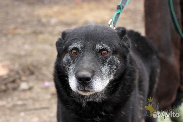 Кареглазый брутал по кличке Мачо в добрые руки