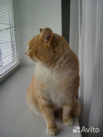 Красивый молодой домашний кот