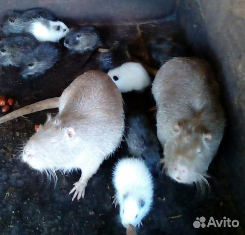 Продажа нутрий