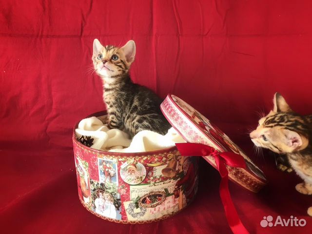 Бенгальские котята ищут свою елку