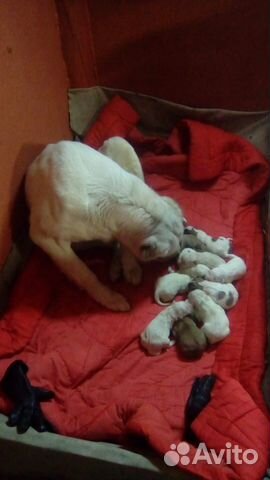 Подарю новорожденных щенков