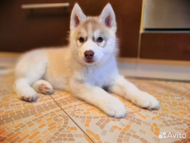 Щенки Сибирского Хаски