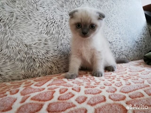 Шотландский котёнок
