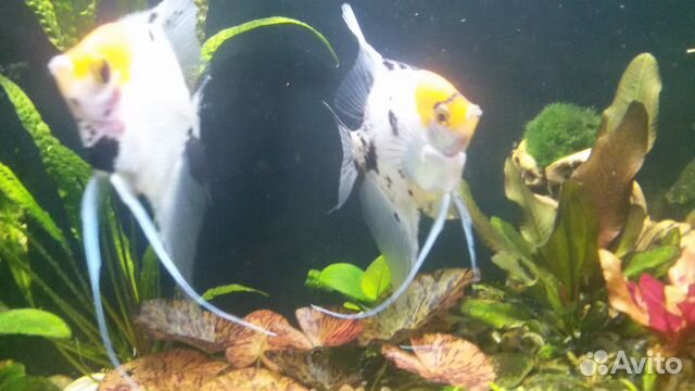 Скалярии и растения