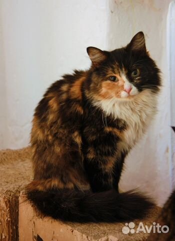 Красавица Маргоша