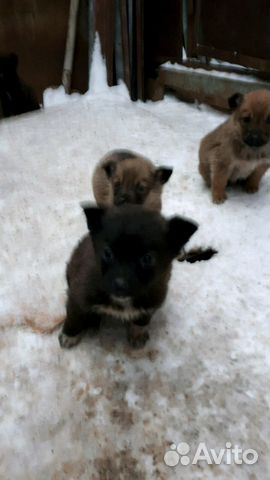 Собочата в добрые руки отдам