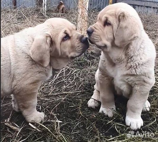 Испанский мастифф щенки - две шикарные девочки