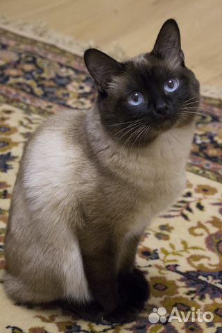 Тайский кот для вязки