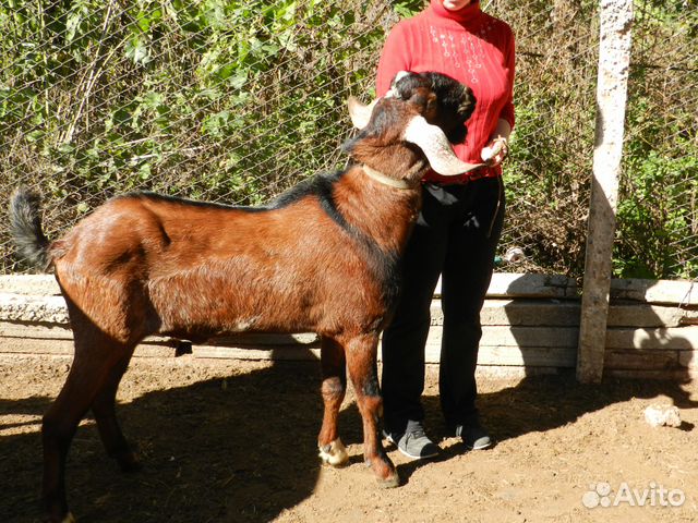 Козел на случку