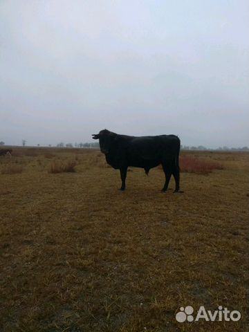 Бык Абердин