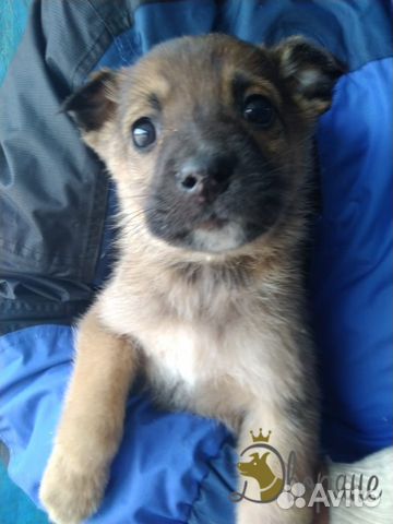 Маленькое солнышко Боня