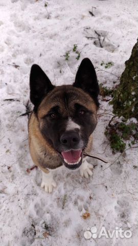 Девочка-красавица ищет кавалера для вязки