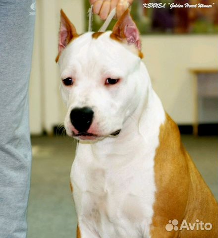 Щенок Ам.Стафф 7 месяцев к продаже в питомнике