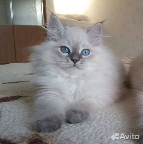 Невозможный красавец невский маскарадный котик