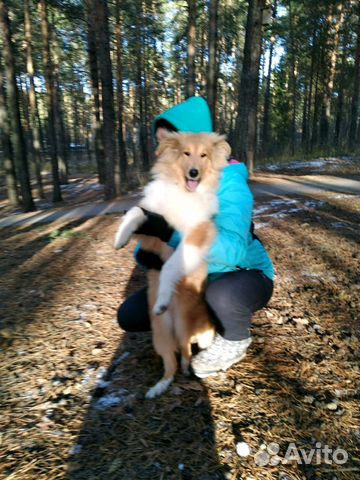 Подрощенный щенок колли