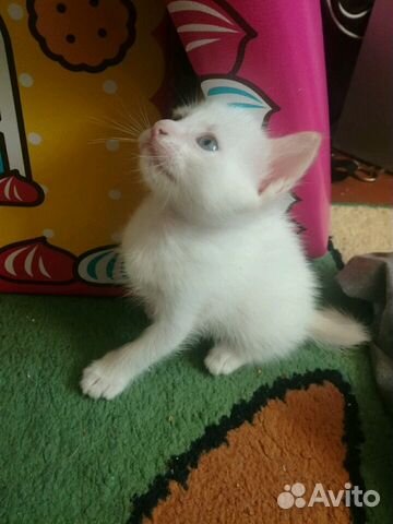 Котенок тайский