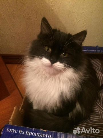 Кошечка Мурочка