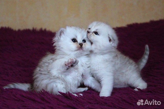 Котята к Новому Году