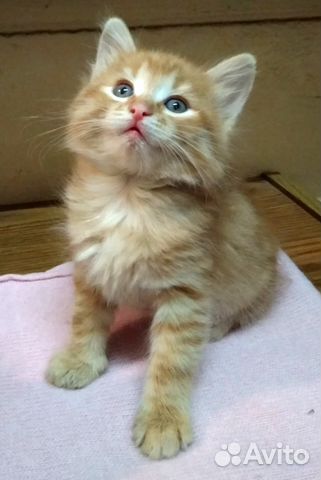 Маленький Рыжик ищет дом (1,5 мес ребенку)