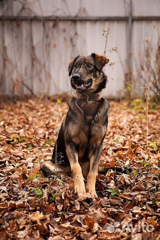 Собака Джонни