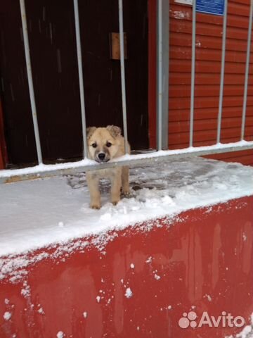 Очаровашка в добрые руки