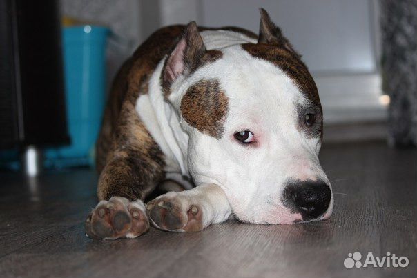 Продаются щенки