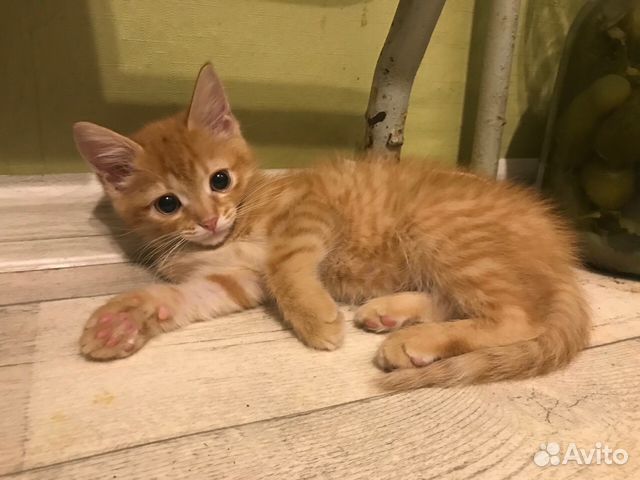 Рыжий котёнок мальчик в дар 3 мес