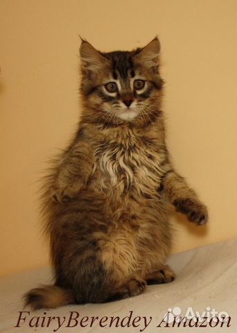 Пиксибоб котенок