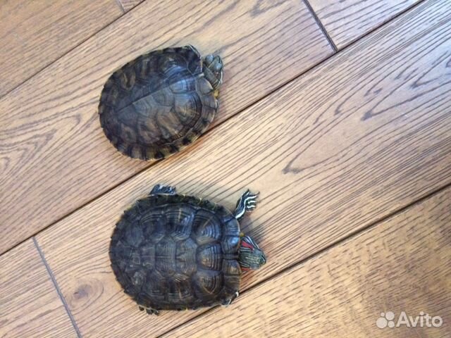 Черепахи