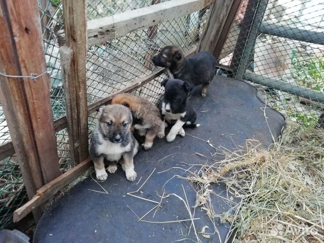 Милашки в дар в самые добрые и заботливые ручки