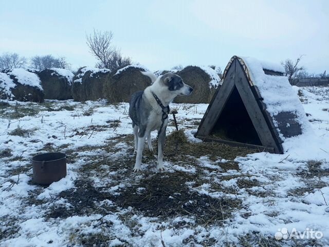 Кобель,для случки