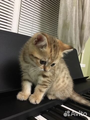Шотландские котята