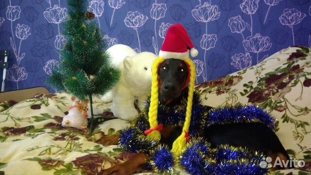 Элитные щенки добермана. Питомник РКФ