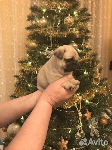 Чудесная светлая девочка мопс)