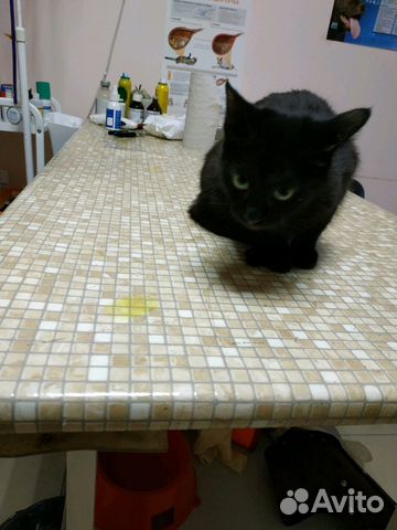 Котенок Симона