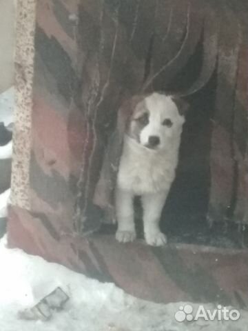 Низкорослые щенки-дворняжки