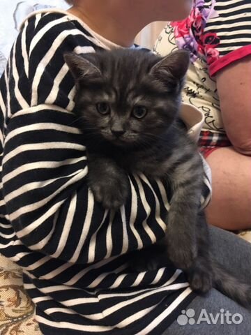 Котёнок 2 месяца